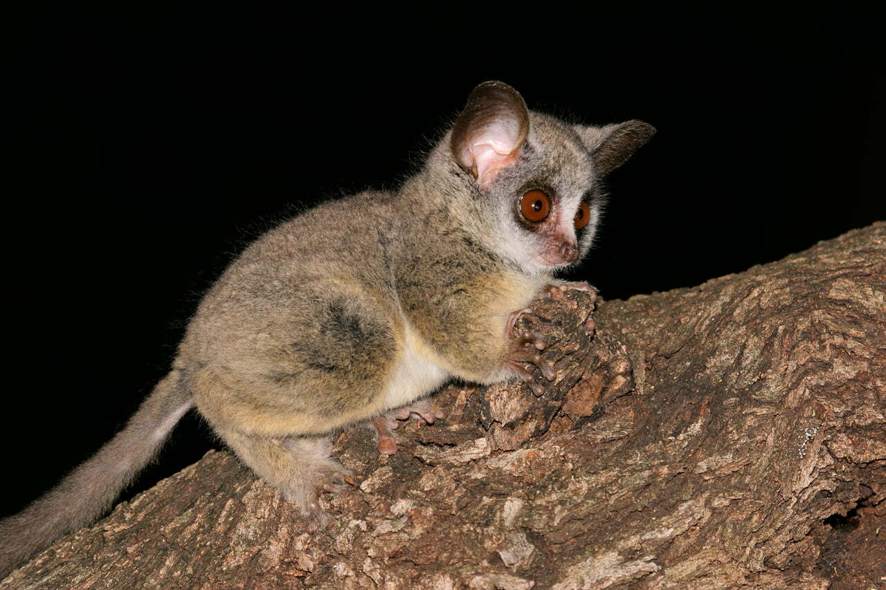 Bush Baby Symbolism - Spirit Animal Totems