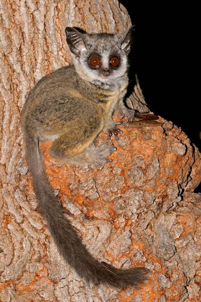 Bush Baby Symbolism - Spirit Animal Totems