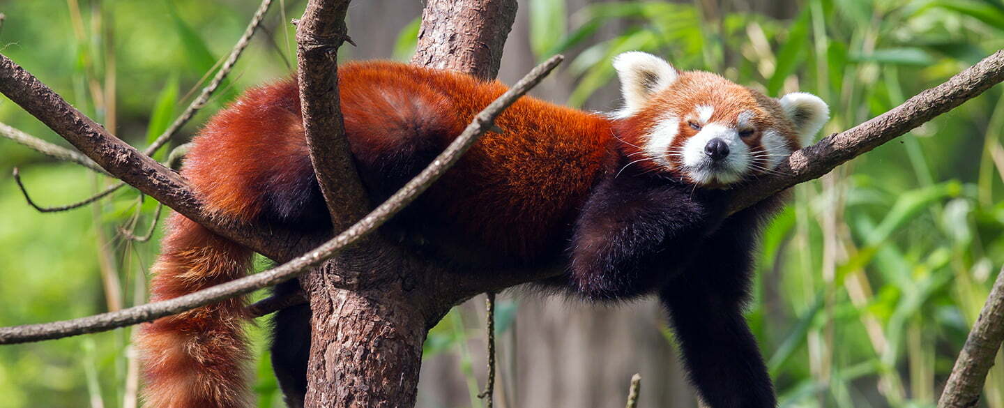 Red Panda Symbolism Dreams And Messages Spirit Animal Totems red-panda-symbolism-dreams-and-messages-spirit-animal-totems