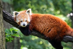 Red Panda Symbolism - Spirit Animal Totems