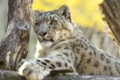 Snow Leopard Symbolism - Spirit Animal Totems