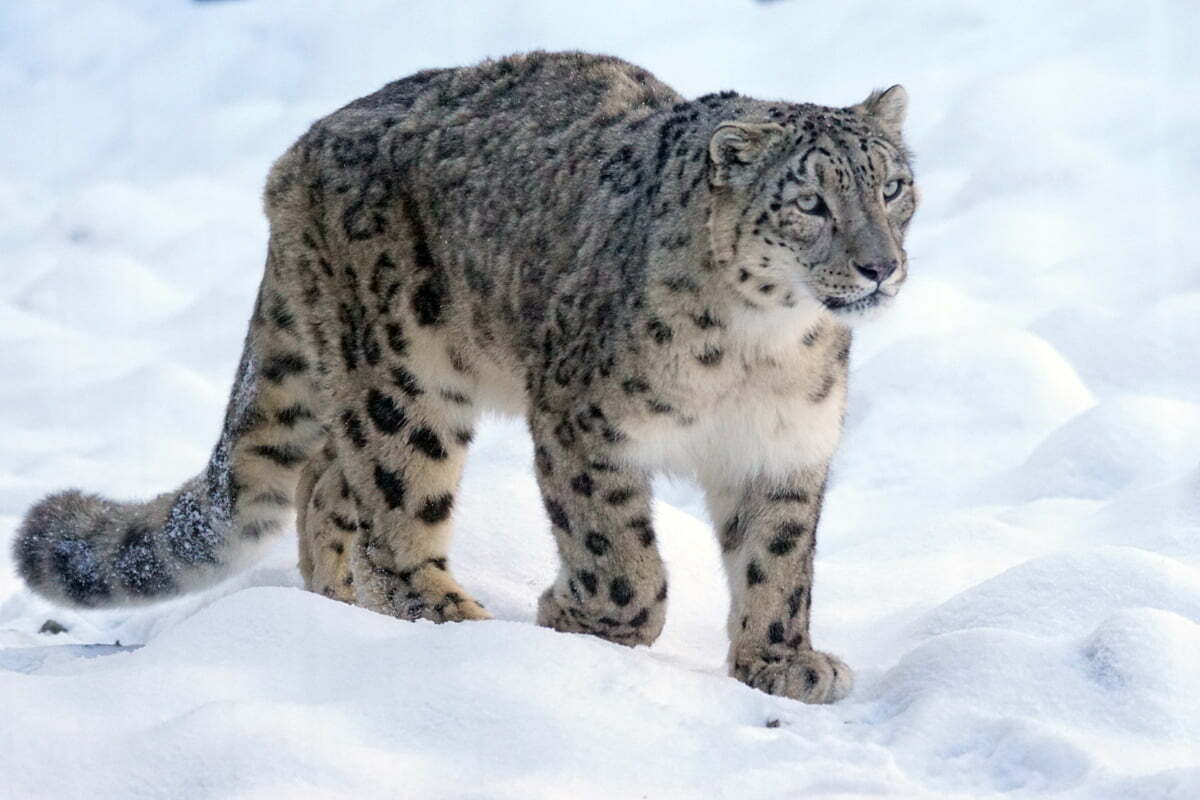 Snow Leopard Symbolism - Spirit Animal Totems