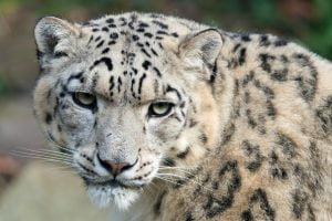 Snow Leopard Symbolism - Spirit Animal Totems