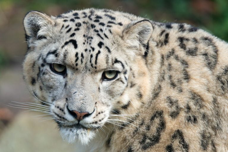 Snow Leopard Symbolism - Spirit Animal Totems