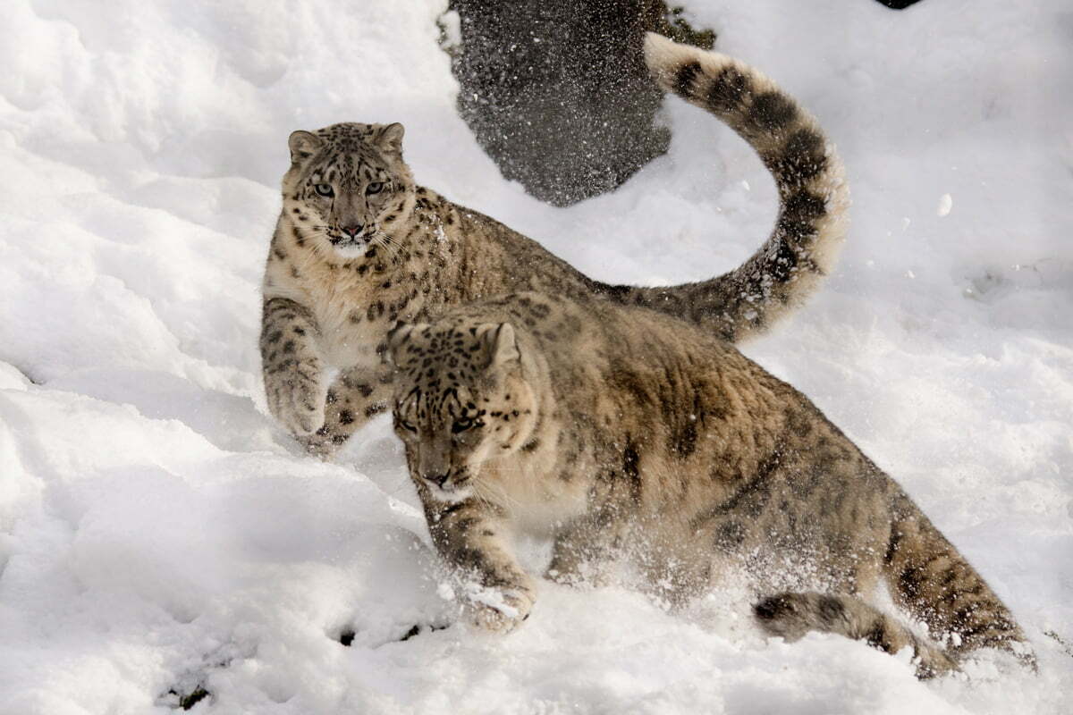 Snow Leopard Symbolism - Spirit Animal Totems