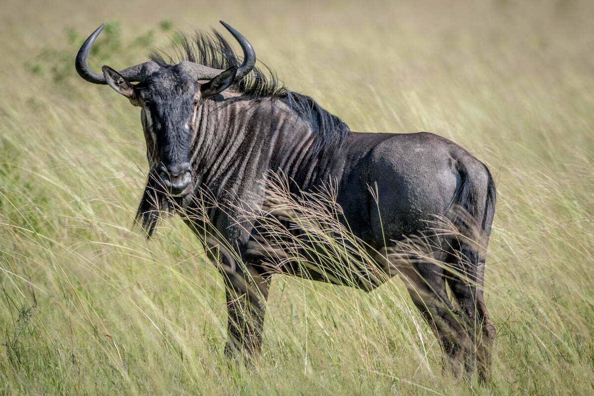 Wildebeest Symbolism - Spirit Animal Totems