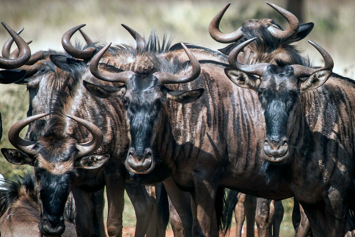 Wildebeest Symbolism - Spirit Animal Totems