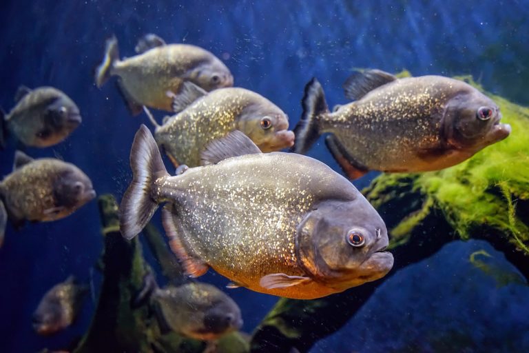 Piranha Symbolism - Spirit Animal Totems