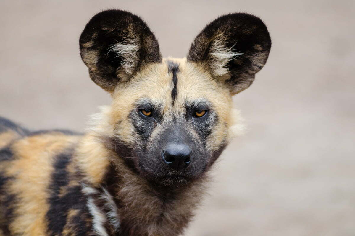 Wild Dog Symbolism - Spirit Animal Totems
