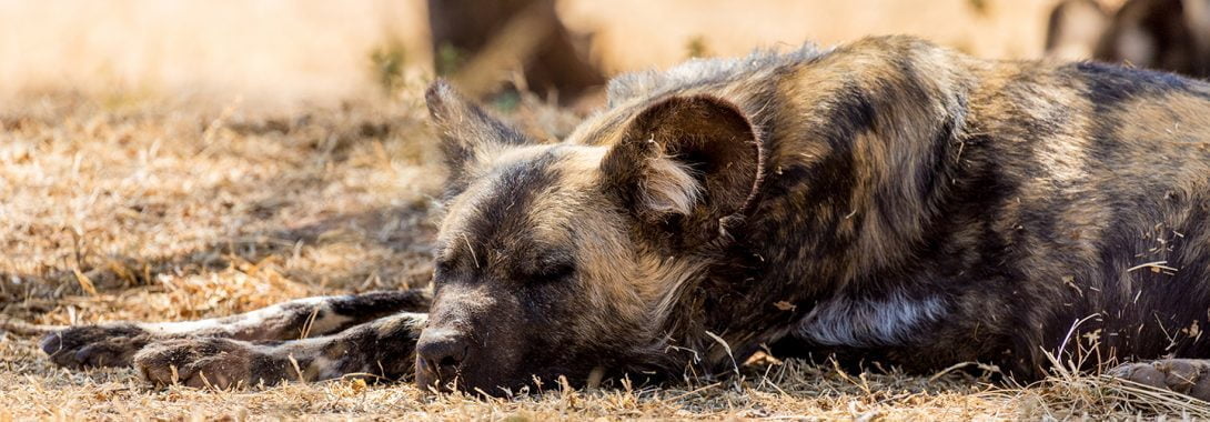 Wild Dog Symbolism, Dreams, and Messages | Spirit Animal Totems