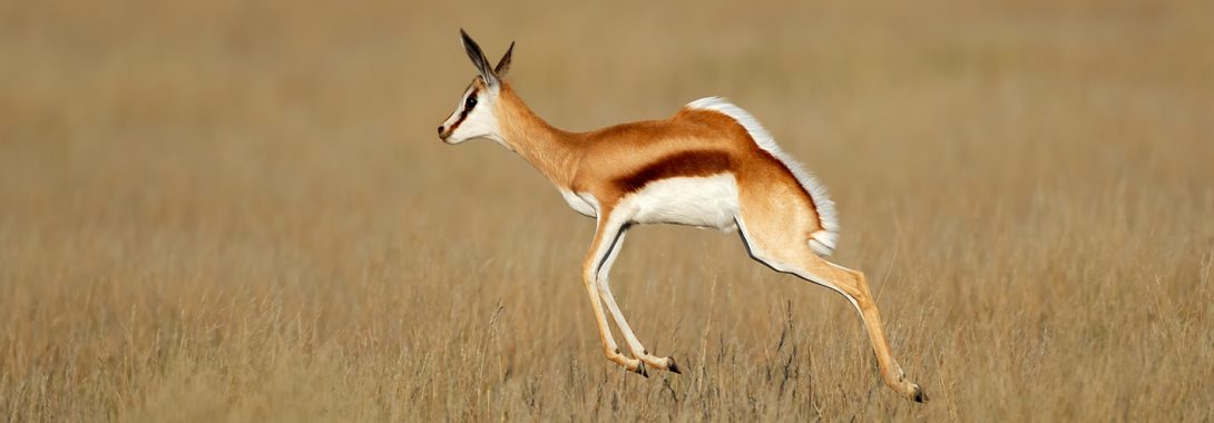 Springbok Symbolism, Dreams, and Messages | Spirit Animal Totems