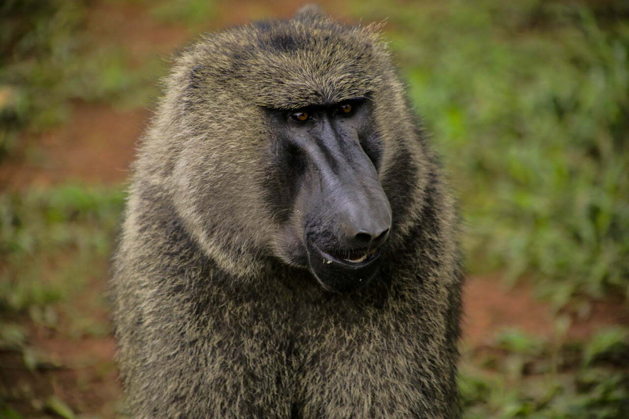 Baboon Symbolism - Spirit Animal Totems