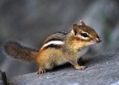 Chipmunk Symbolism - Spirit Animal Totems