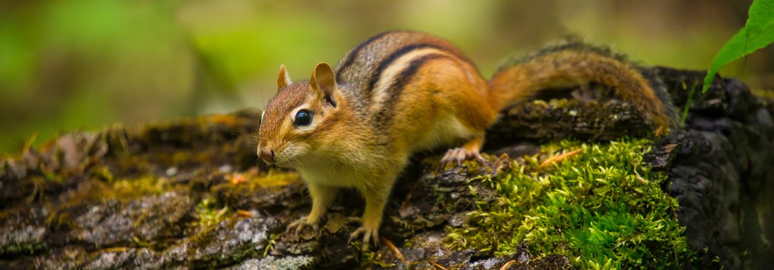 Chipmunk Symbolism, Dreams, and Messages | Spirit Animal Totems
