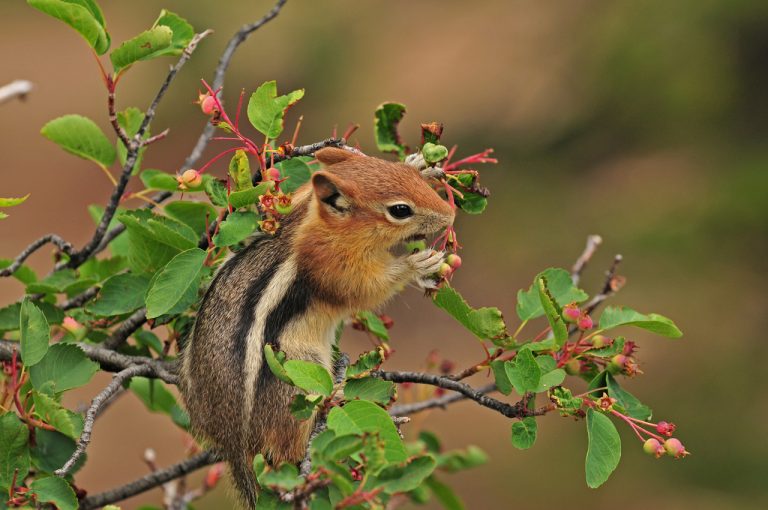 Chipmunk Symbolism - Spirit Animal Totems