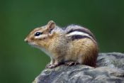 Chipmunk Symbolism - Spirit Animal Totems