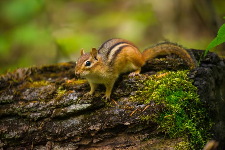 Chipmunk Symbolism - Spirit Animal Totems