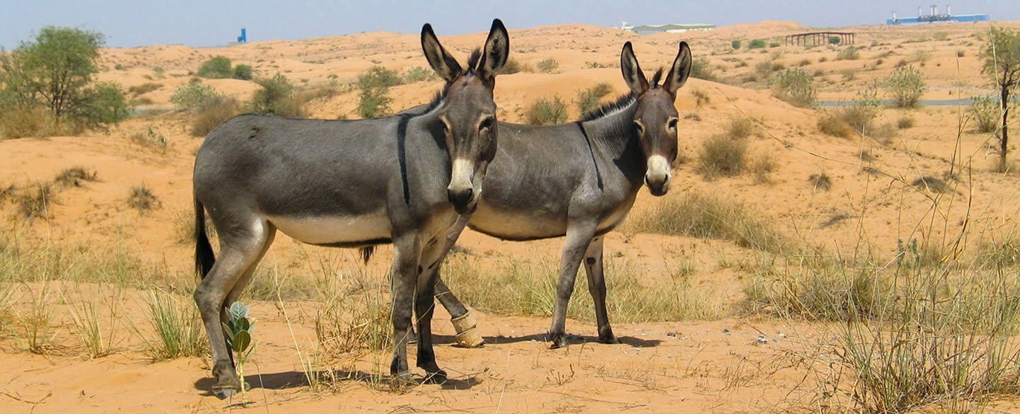 Four Directions Reading - Spirit Animal Totems and Messages