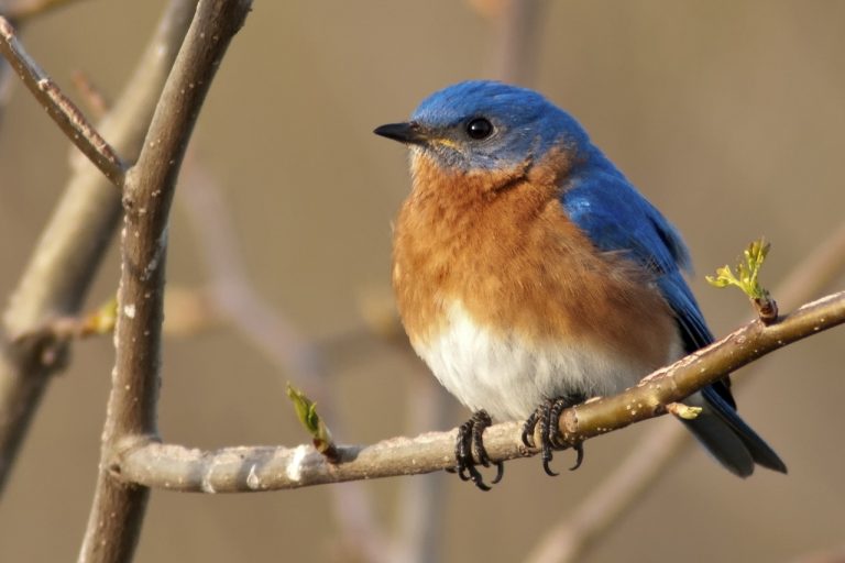 Bluebird Symbolism - Spirit Animal Totems
