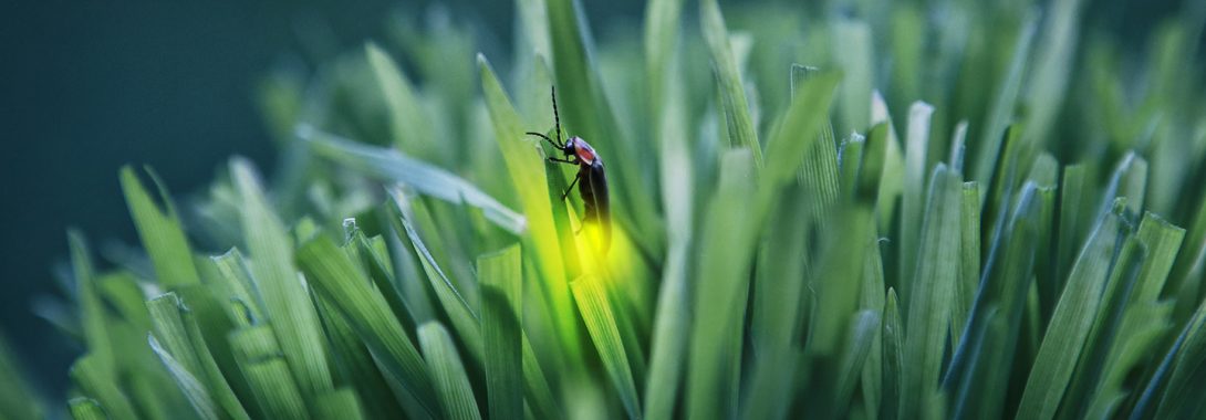 Firefly Symbolism, Dreams, and Messages | Spirit Animal Totems