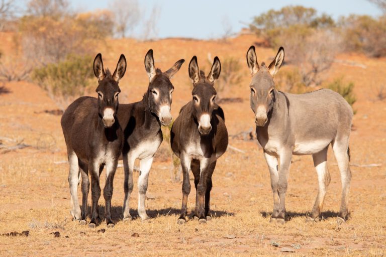 Donkey Symbolism - Spirit Animal Totems
