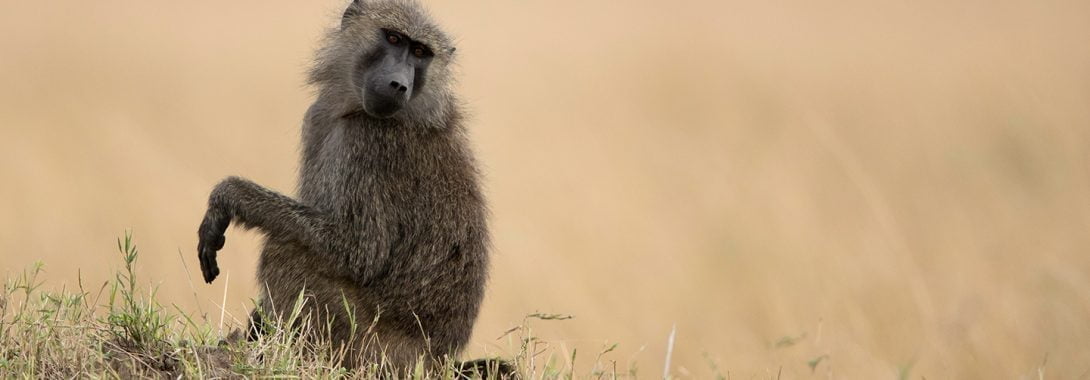 Baboon Symbolism, Dreams, and Messages | Spirit Animal Totems