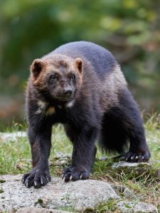Wolverine Symbolism Symbolism, Dreams, & Messages - Spirit Animal Totems