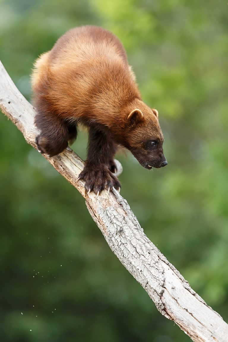 Wolverine Symbolism Symbolism, Dreams, & Messages - Spirit Animal Totems