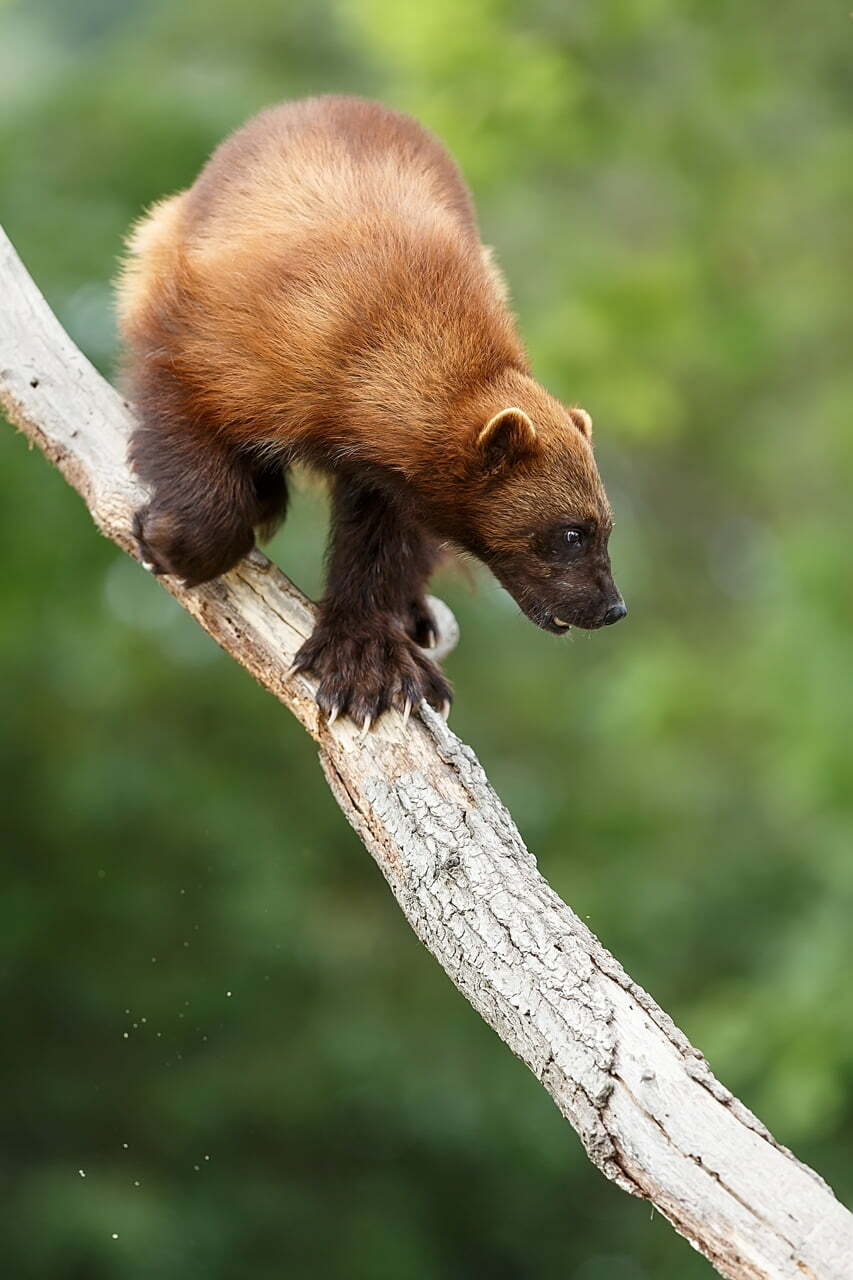 Wolverine Symbolism Symbolism, Dreams, & Messages - Spirit Animal Totems