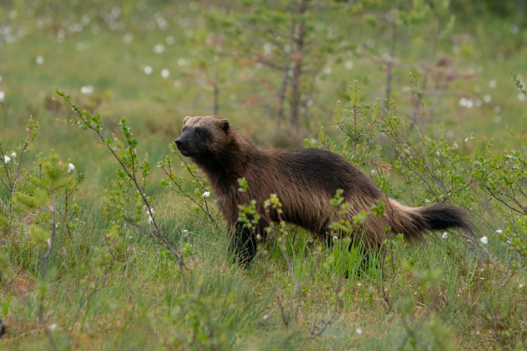 Wolverine Symbolism Symbolism, Dreams, & Messages - Spirit Animal Totems