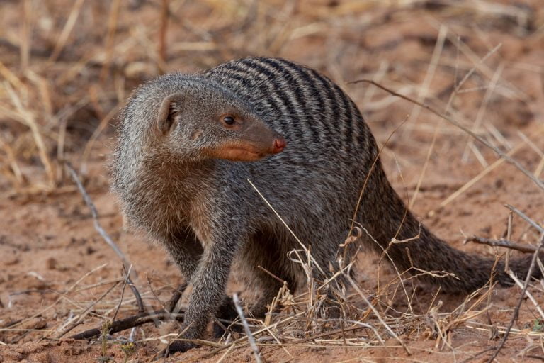 Mongoose Symbolism - Spirit Animal Totems
