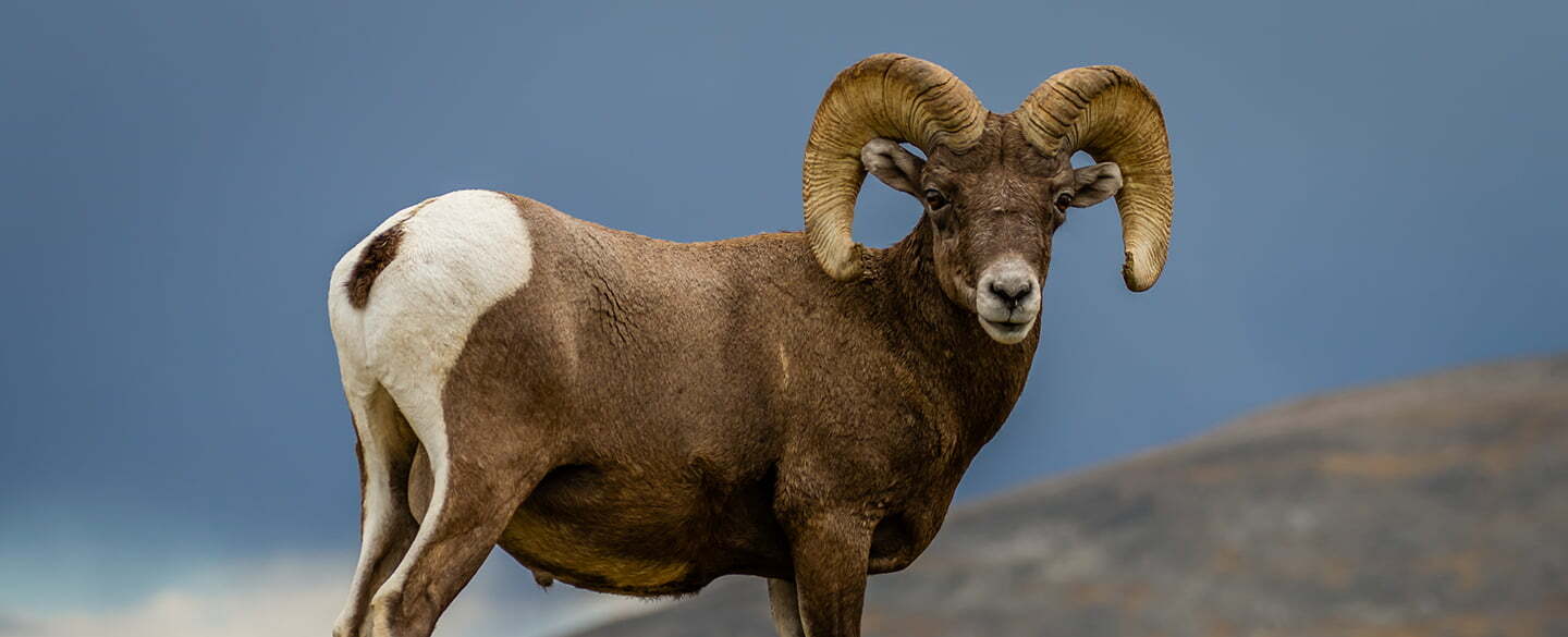 Ram Animal Head Side View