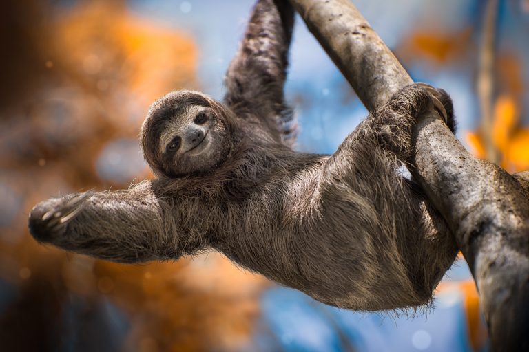 Sloth Symbolism - Spirit Animal Totems
