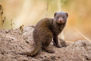 Mongoose Symbolism - Spirit Animal Totems