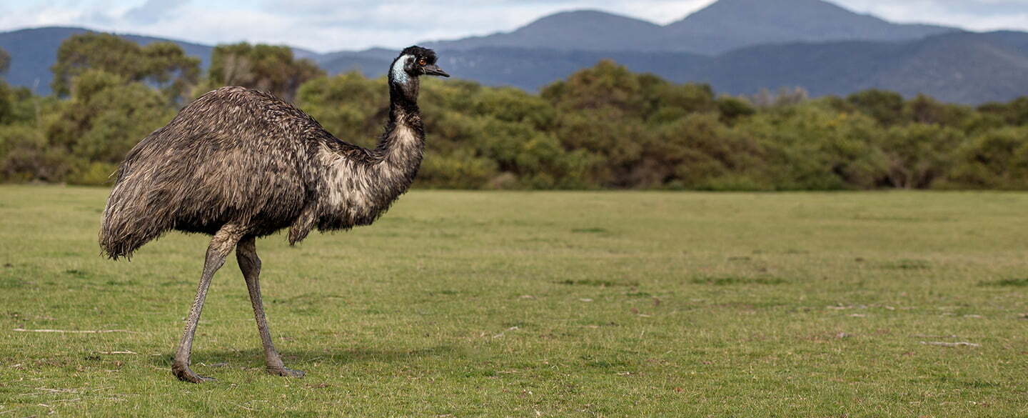 Emu Symbolism, Dreams, and Messages - Spirit Animal Totems