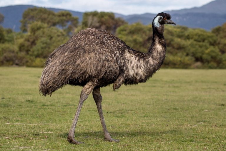 Emu Symbolism - Spirit Animal Totems