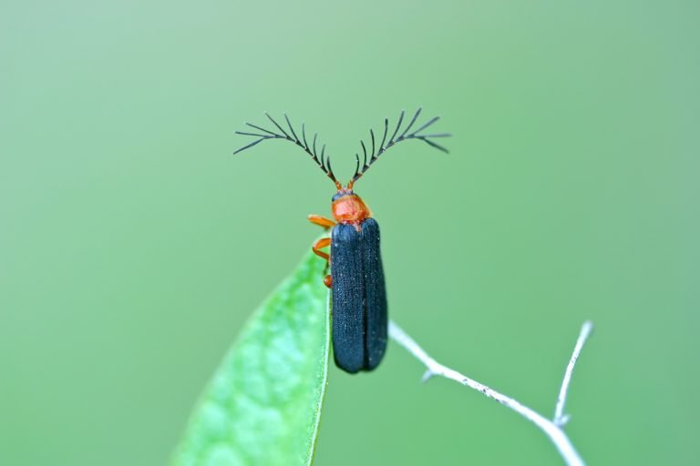 Firefly Symbolism - Spirit Animal Totems