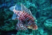 Lionfish Symbolism - Spirit Animal Totems