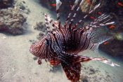 Lionfish Symbolism - Spirit Animal Totems