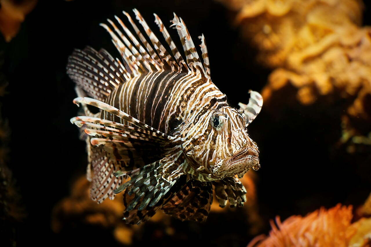 Lionfish Symbolism - Spirit Animal Totems