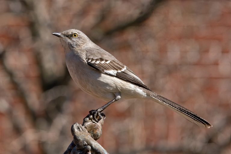 Mockingbird Symbolism Dreams And Messages Spirit Animal Totems mockingbird-symbolism-dreams-and-messages-spirit-animal-totems