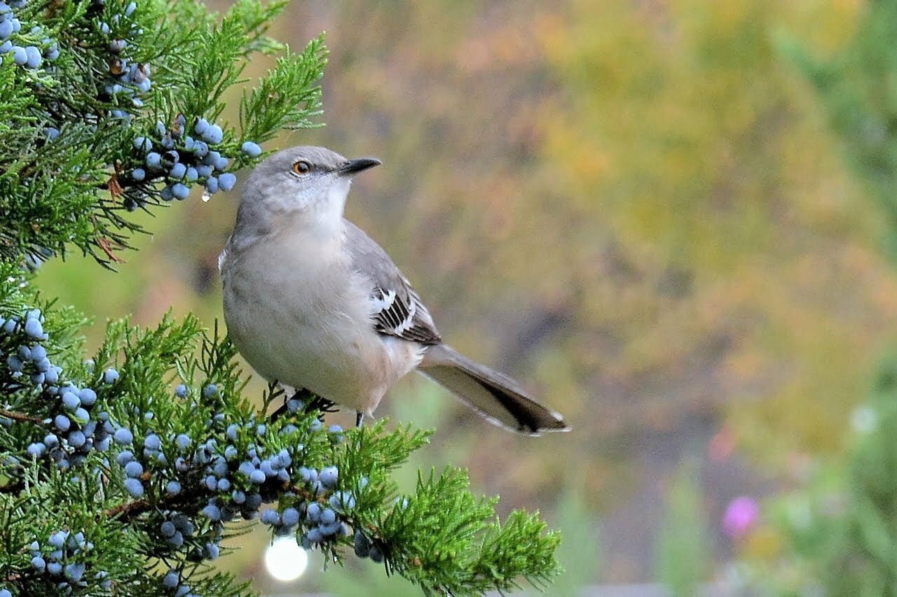 Mockingbird Symbolism - Spirit Animal Totems