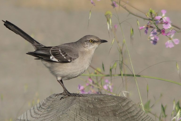 Mockingbird Symbolism - Spirit Animal Totems