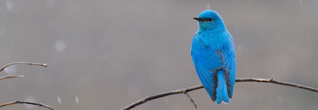 Bluebird Symbolism, Dreams, and Messages | Spirit Animal Totems