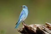 Bluebird Symbolism - Spirit Animal Totems