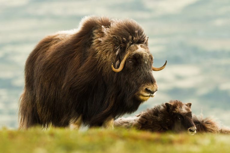 Musk Ox Symbolism - Spirit Animal Totems