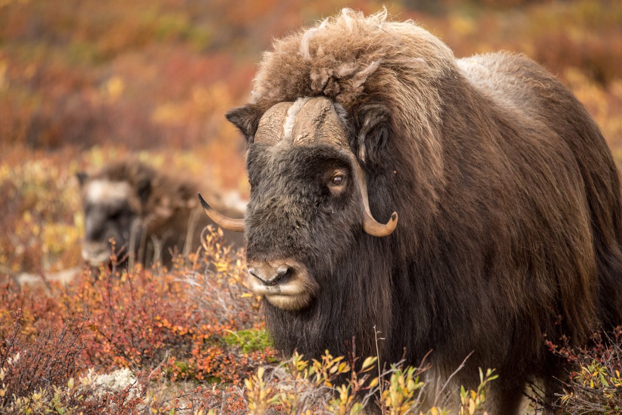 Musk Ox Symbolism - Spirit Animal Totems
