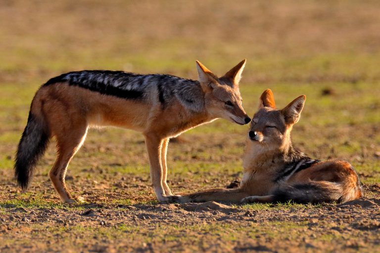 Simbolismo de Chacal, Sueños y Mensajes-Tótems de Animales Espirituales ...