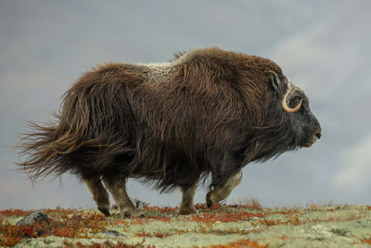 Musk Ox Symbolism - Spirit Animal Totems