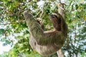 Sloth Symbolism - Spirit Animal Totems